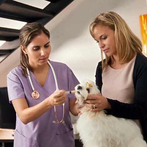 McMahon & Gallagher Veterinary Services | Quality Pet Care & Advice